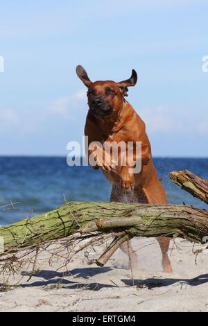 jumping Rhodesian Ridgeback Stock Photo - Alamy