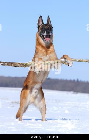 Malinois Dog Sit Outdoors In Green Spring Meadow. Well-raised and ...