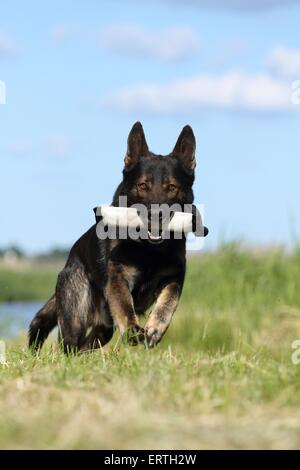 retrieving German Shepherd Stock Photo - Alamy