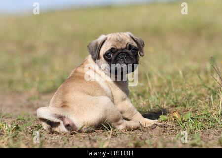 Rear view of pug dog sitting on beach, California, USA Stock Photo - Alamy