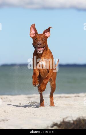 Dog running for ball, Rhodesian Ridgeback Stock Photo - Alamy