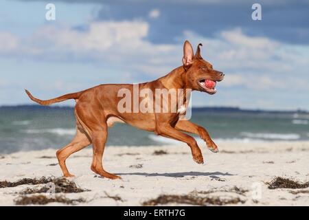 Dog running for ball, Rhodesian Ridgeback Stock Photo - Alamy