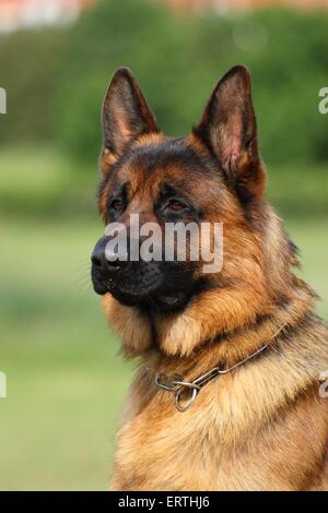 German Shepherd Portrait Stock Photo - Alamy