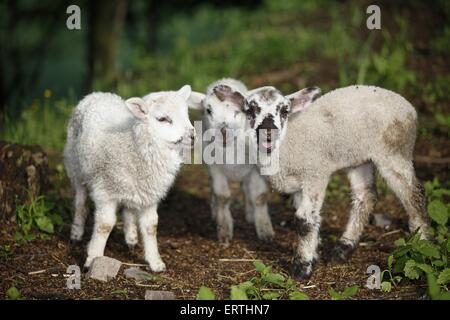 Crying lamb with sheep Stock Photo - Alamy