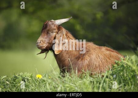 A brown long eared goat laying down scratching his ear in a pasture ...