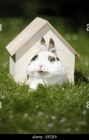 Dwarf Rabbit, Dwarf Rabbit, Rabbit, House Rabbit, Outdoor, Outdoor ...