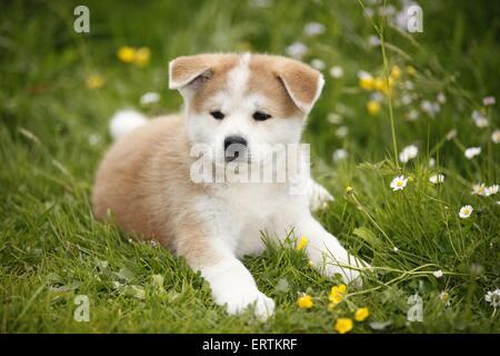 A sweet Japanese Akita Inu with a flowering cherry tree in the spring ...