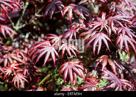 Horizontal close-up of deep burgundy geranium flowers with hairy green ...