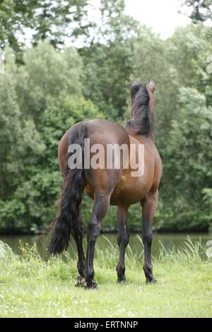 Back view thoroughbred bay horse in rural farm or ranch stable ...