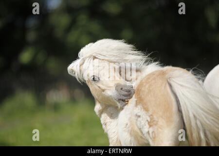 Shetland Pony Mare scratching itself silhouetted against the setting ...