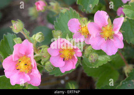Flower of the pink panda strawberry (fragaria 'frei' Stock Photo - Alamy