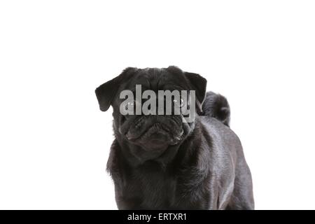 A portrait of a single white and black Pug dog breed in outside Stock ...
