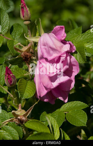 Wilting Red Flower on a Bush in the Garden Stock Photo - Alamy