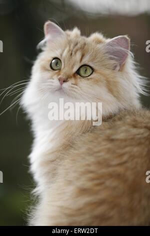 Portrait of Highlander cat outdoors Stock Photo - Alamy