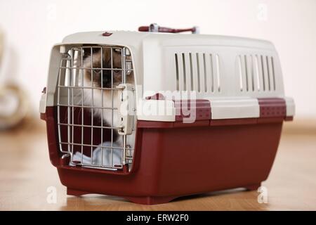 Side view of a sacred birman cat walking with its tail raised, isolated ...