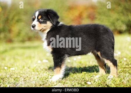 Australian Shepherd, puppy, meadow, side view, run Stock Photo - Alamy