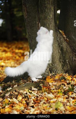 Domestic cat sharpening its claws, side view. Accustoming a cat to a ...