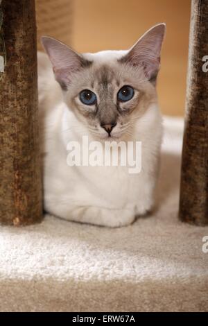 Blue Tabby Point Balinese cat with triangular head and long, well ...