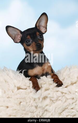 A Prague Ratter dog breed lies on the parapet illuminated by the sun ...