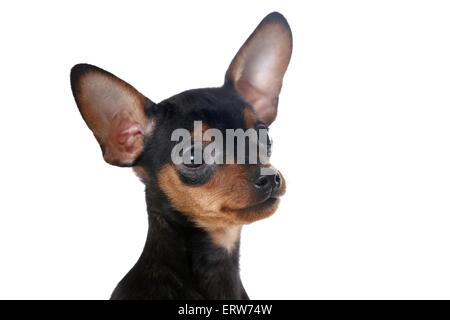 Prague Rattler dog puppy Stock Photo - Alamy