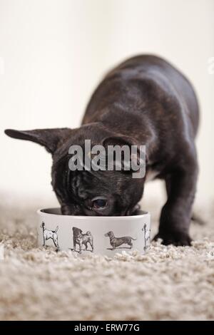 Feeding a little french bulldog puppy. Isolated on white background ...