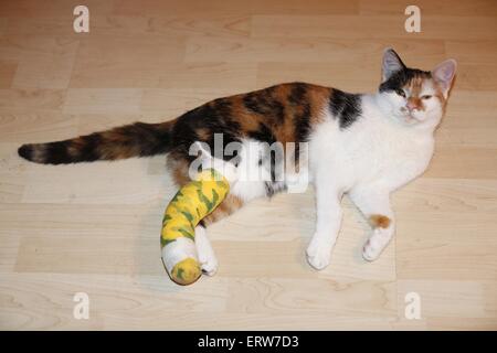 cat with broken leg Stock Photo - Alamy