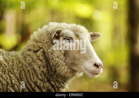 Side view of sheep's head Stock Photo - Alamy