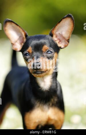 Prague Ratter dog - portrait Stock Photo - Alamy
