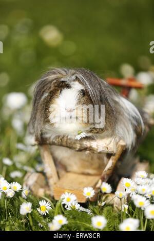 pig eats grass in a meadow Stock Photo - Alamy