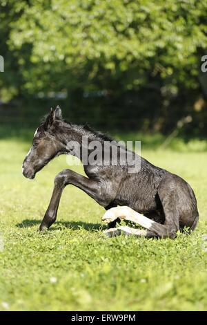 horse, foal, newborn, horses, foals, newborns Stock Photo - Alamy