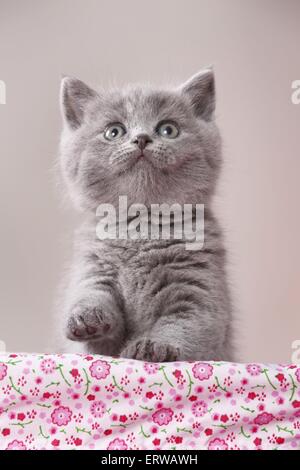 Grey british shorthaired cat looking up with its tail held high ...