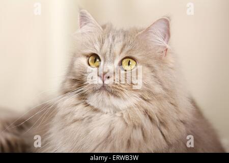 German Longhair Cat Portrait Stock Photo - Alamy