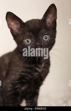Ural Rex Kitten Stock Photo - Alamy