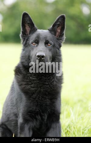 German Shepherd GDR Portrait Stock Photo - Alamy