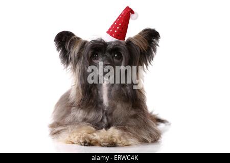 Chinese crested powderpuff dog lying isolated on white and looking to ...