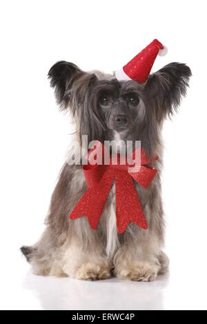 Chinese crested powderpuff dog with santa hat lying isolated on white ...
