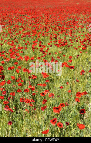 Field of poppies in Toledo, Spain Stock Photo - Alamy