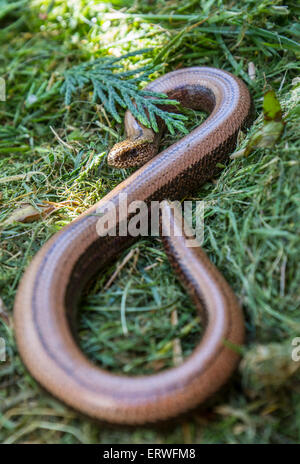 Slow Worm Snake in the Grass Scottish Highlands Scotland UK Stock Photo ...