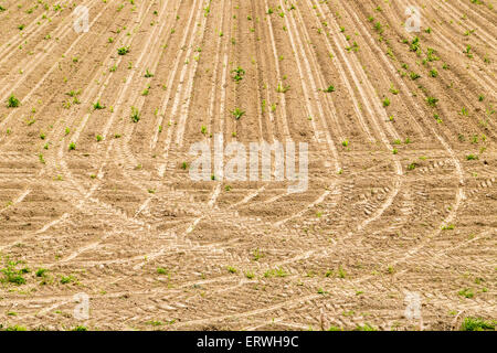 Tire marks tractor on farmland Stock Photo - Alamy