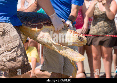 Volunteers carry a rescued Loggerhead sea turtle to the ocean cheered ...