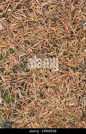 Ground closeup view natural background. Forest ground texture. wood ...