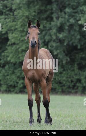 Holsteiner horse - standing Stock Photo - Alamy
