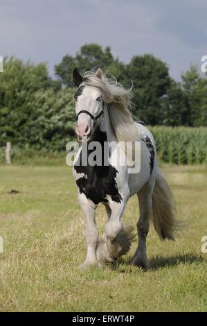trotting Irish Tinker Stock Photo - Alamy