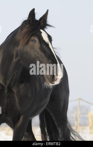 Shire Horse - portrait Stock Photo - Alamy