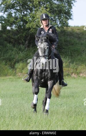 Holsteiner Horse. Gray adult galloping on a paddock. Germany Stock ...