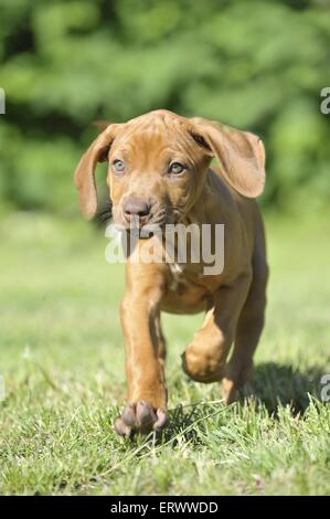 Rhodesian Ridgeback Puppies Stock Photo - Alamy