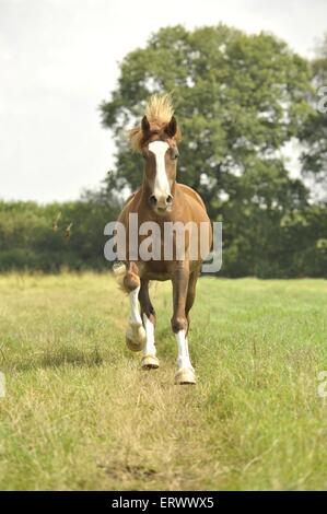 galloping Welsh A Stock Photo - Alamy