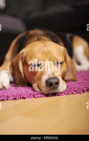 Beagle resting on carpet indoors. Comfort, calmness, pets ...