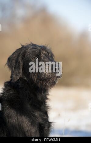 Labradoodle dog. Side view of the head and neck of a white male ...