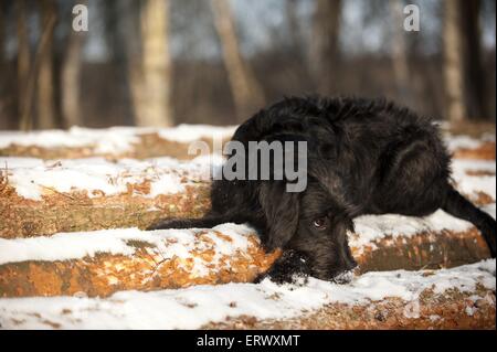 Adult Labradoodle dog laying down on side relaxing with eye contact ...